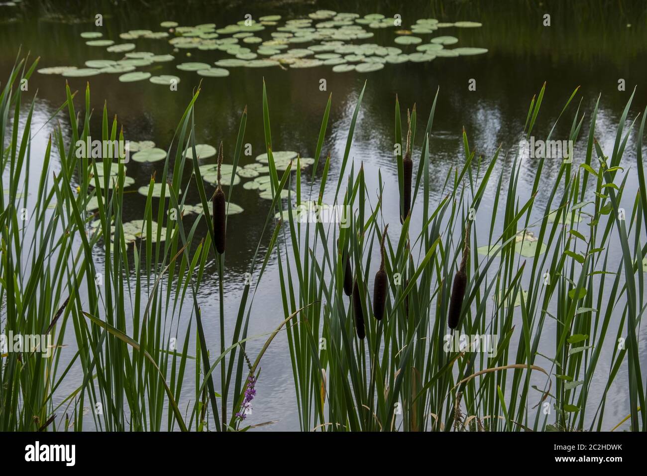 Inflorescence of a bulrush (Typha sp Stock Photo - Alamy