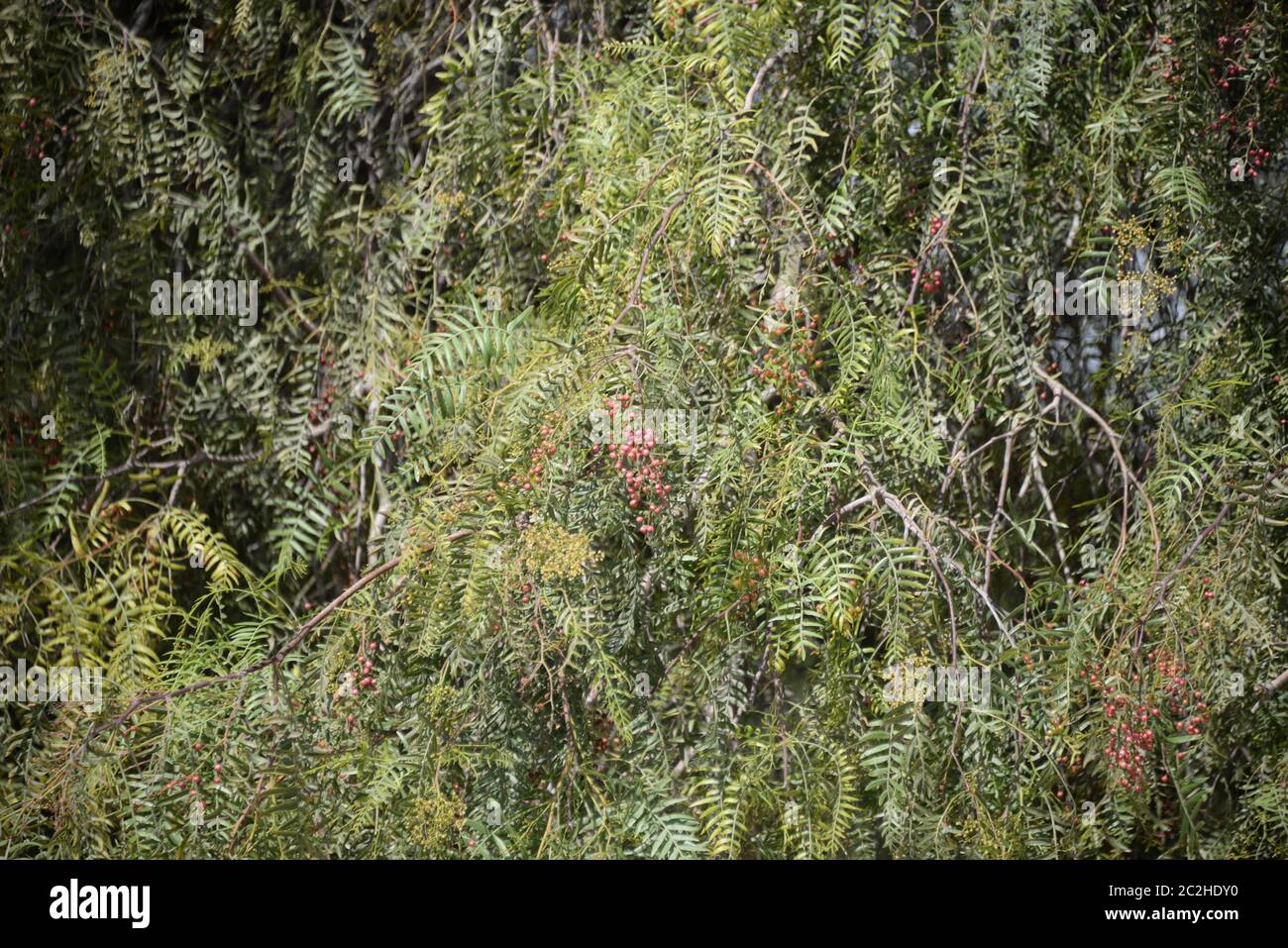 Brazilian pepper tree hi-res stock photography and images - Alamy
