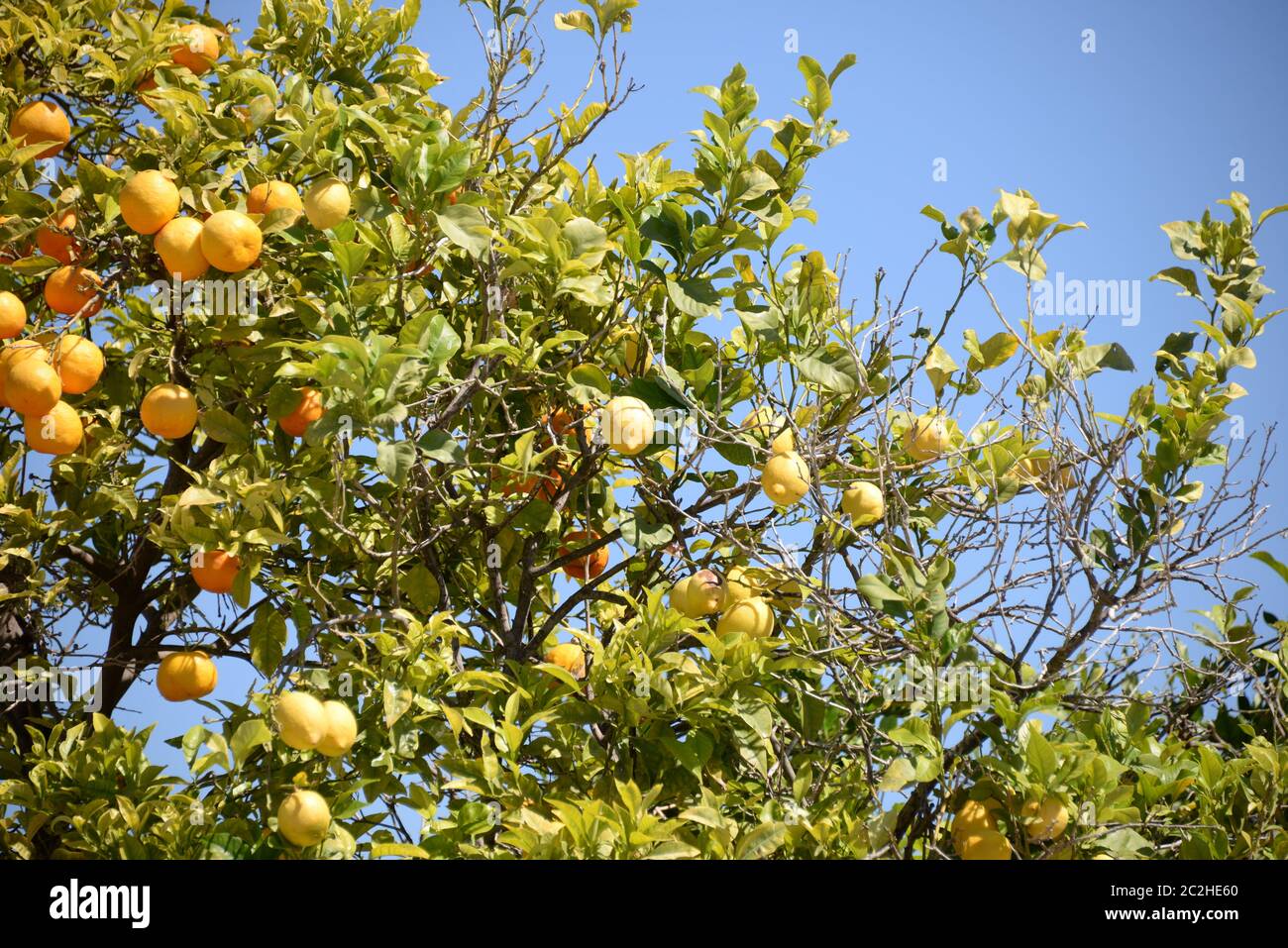 yellow lemons at the lemon tree, Province of Alicante, Costa Blanca ...