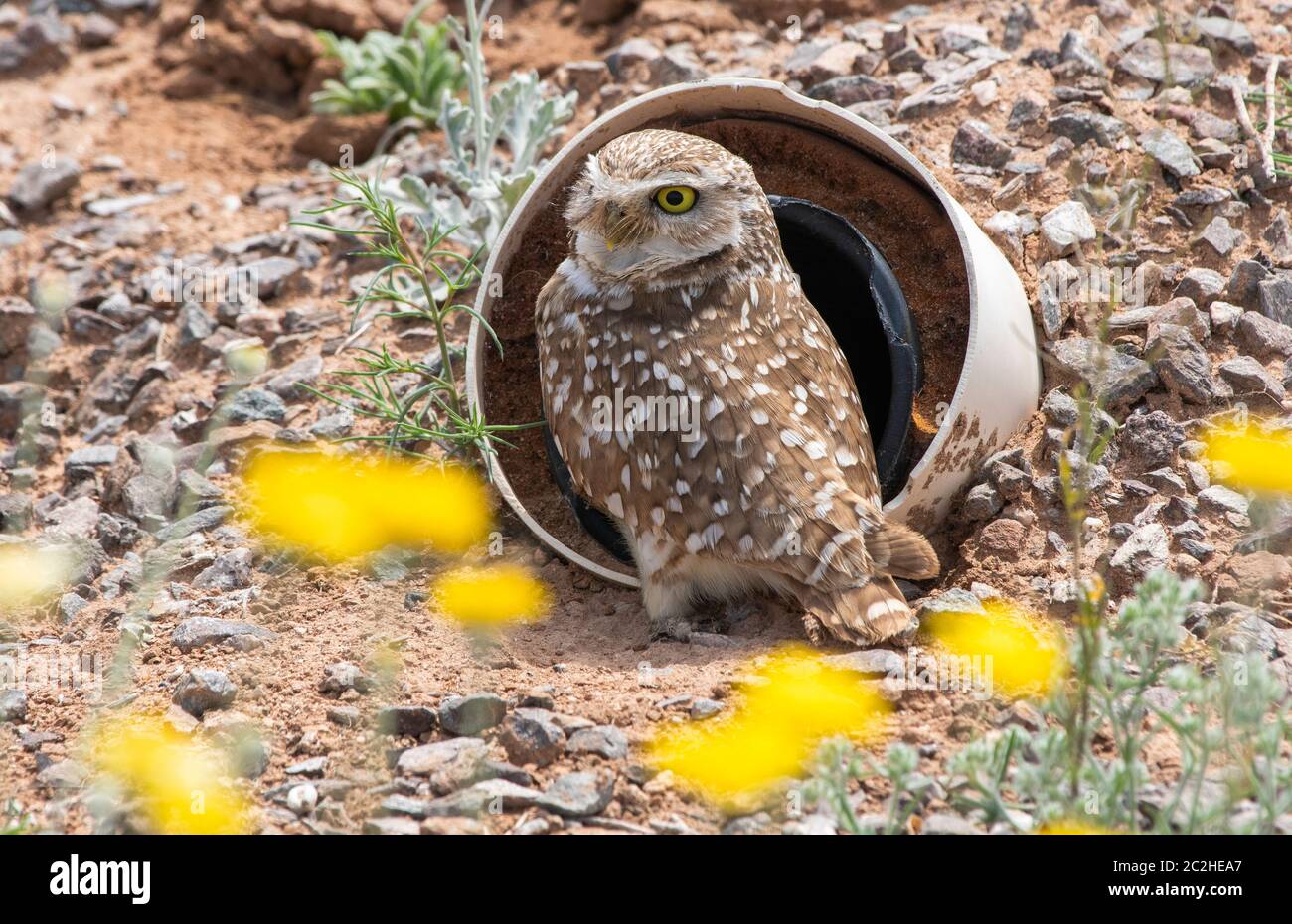 A Burrowing Owl, Athene cunicularia, stands at the entrance to its ...