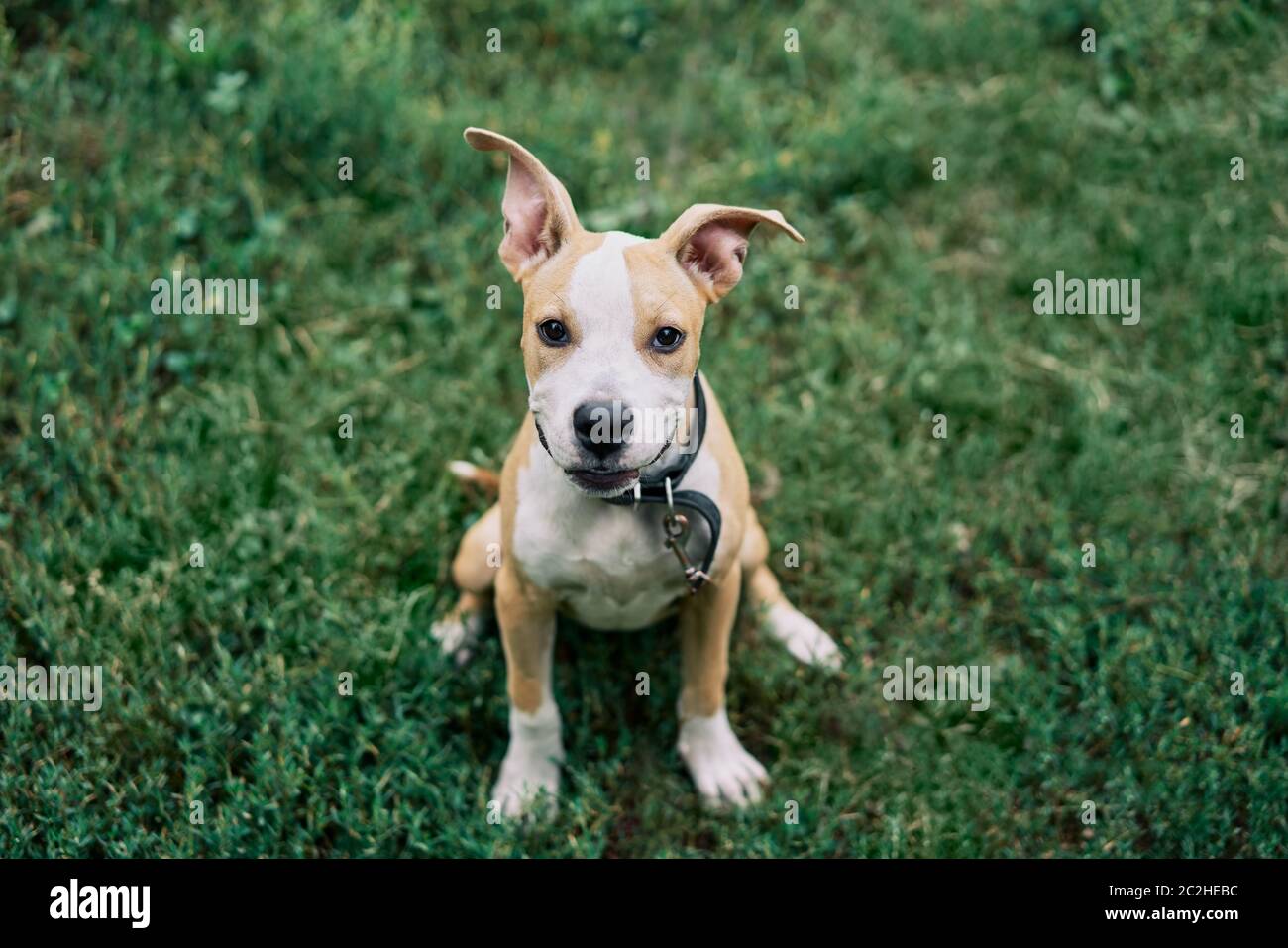 Cute small American Staffordshire Terrier puppy sitting outdoors Stock ...