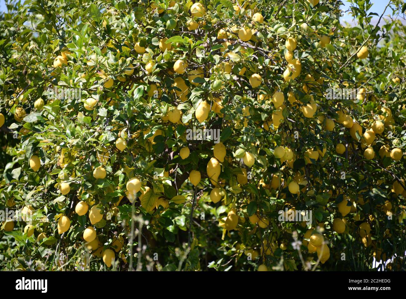 yellow lemons at the lemon tree, Province of Alicante, Costa Blanca ...