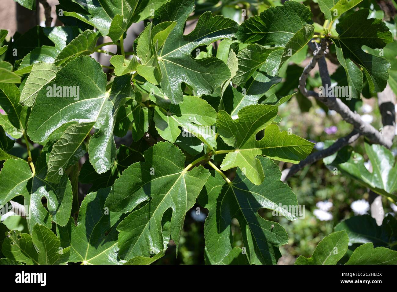fresh leaves on the fig tree, Costa Blanca, Spain Stock Photo - Alamy