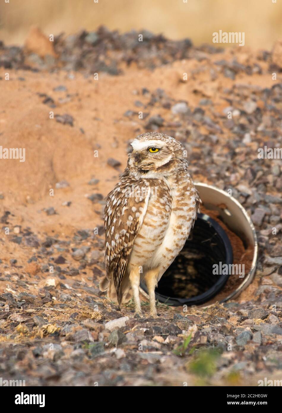 A Burrowing Owl, Athene cunicularia, stands at the entrance to its ...
