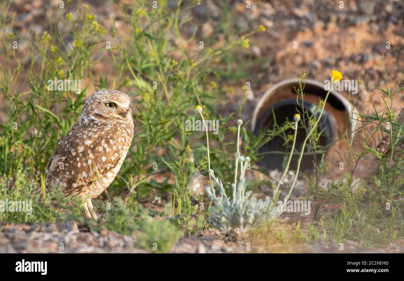 Artificial nest burrow hi-res stock photography and images - Alamy