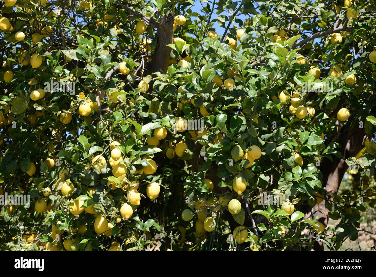 yellow lemons at the lemon tree, Province of Alicante, Costa Blanca ...