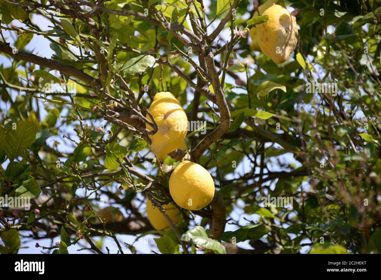 yellow lemons at the lemon tree, Province of Alicante, Costa Blanca ...