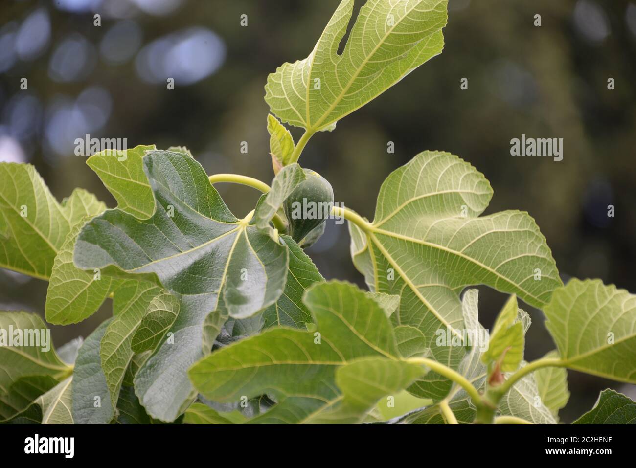 small figs and fresh leaves on the fig tree, Costa Blanca, Spain Stock ...
