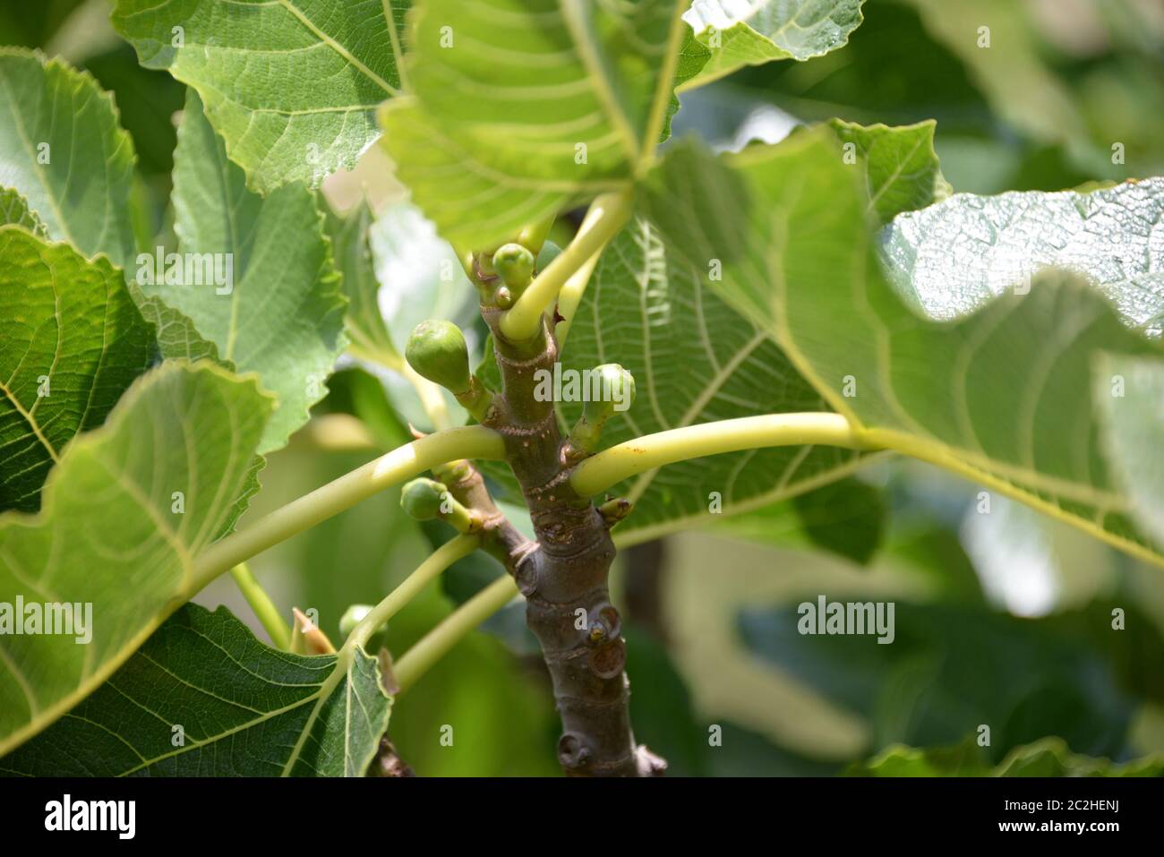 small figs and fresh leaves on the fig tree, Costa Blanca, Spain Stock ...