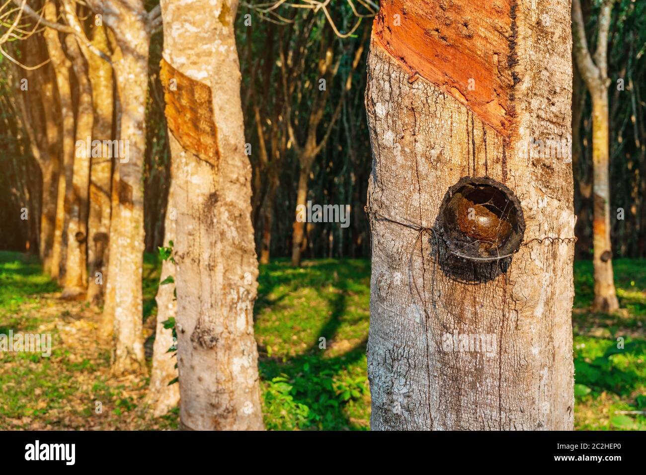 Rubber tree plantation, Latex rubber or tree rubber in southern ...