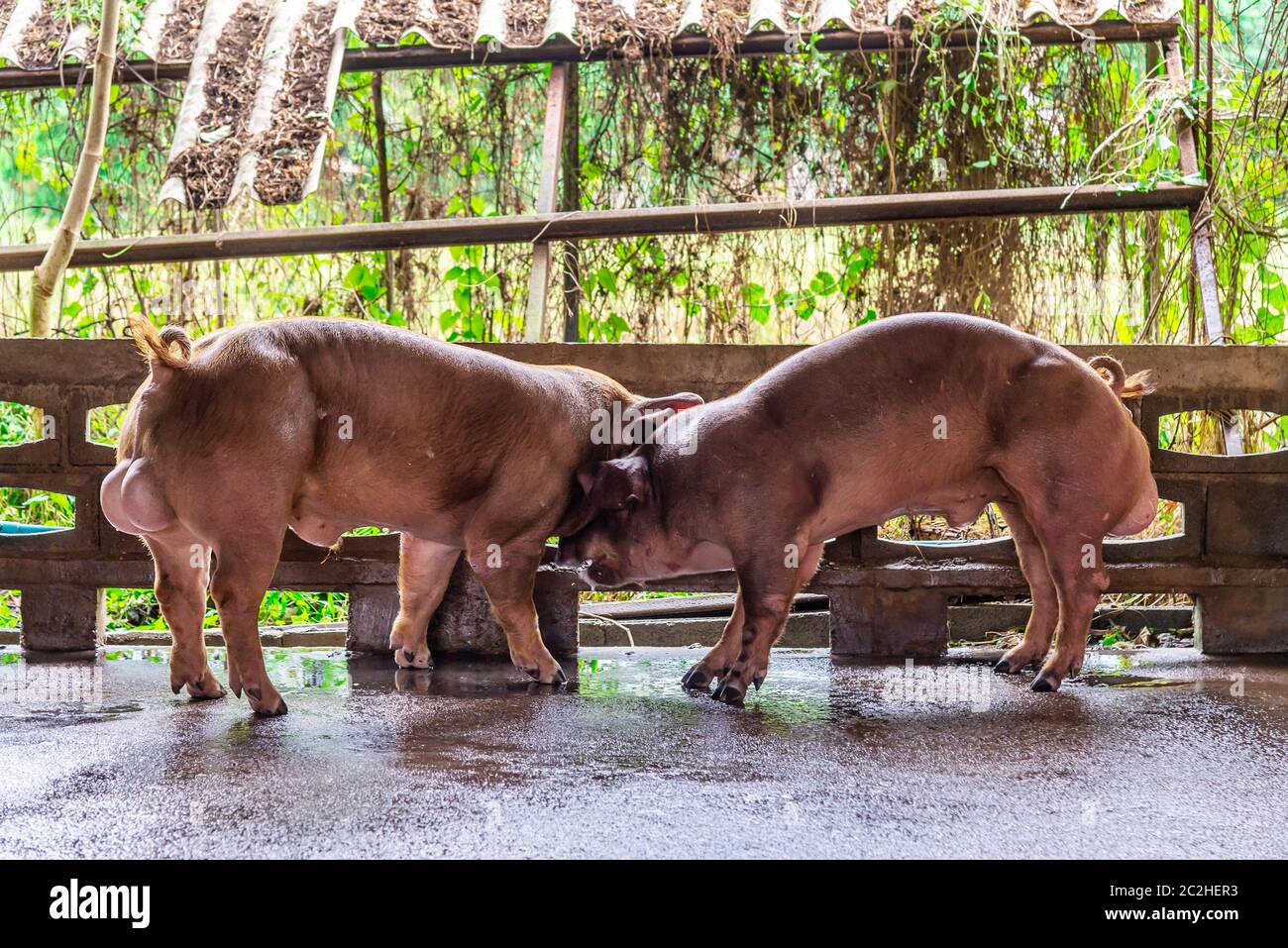 Breeder red pigs on a farm in rural countryside Stock Photo - Alamy