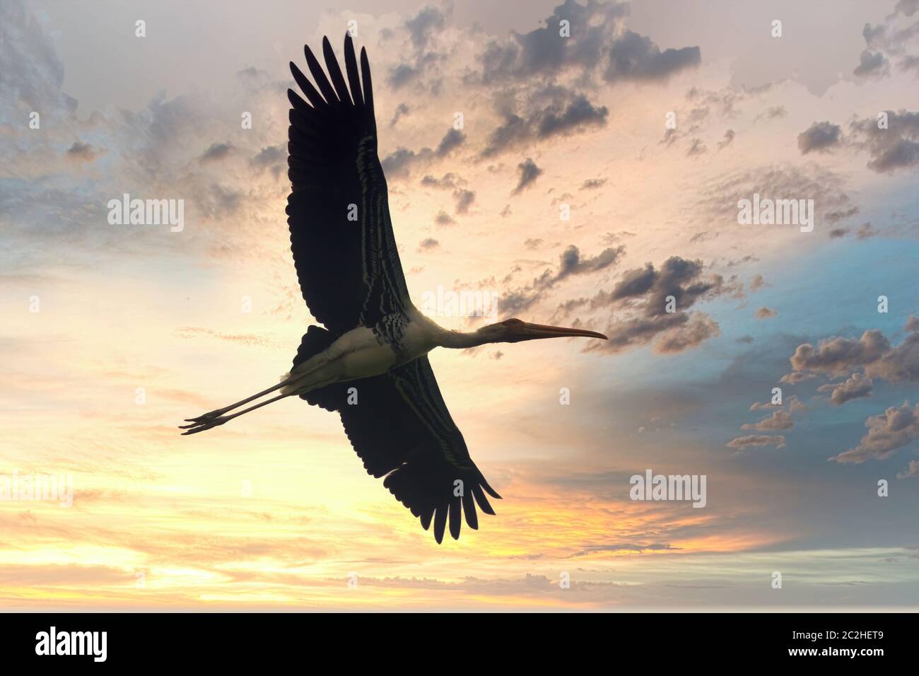 Flying painted stork before the dramatic sunset sky captured in India ...