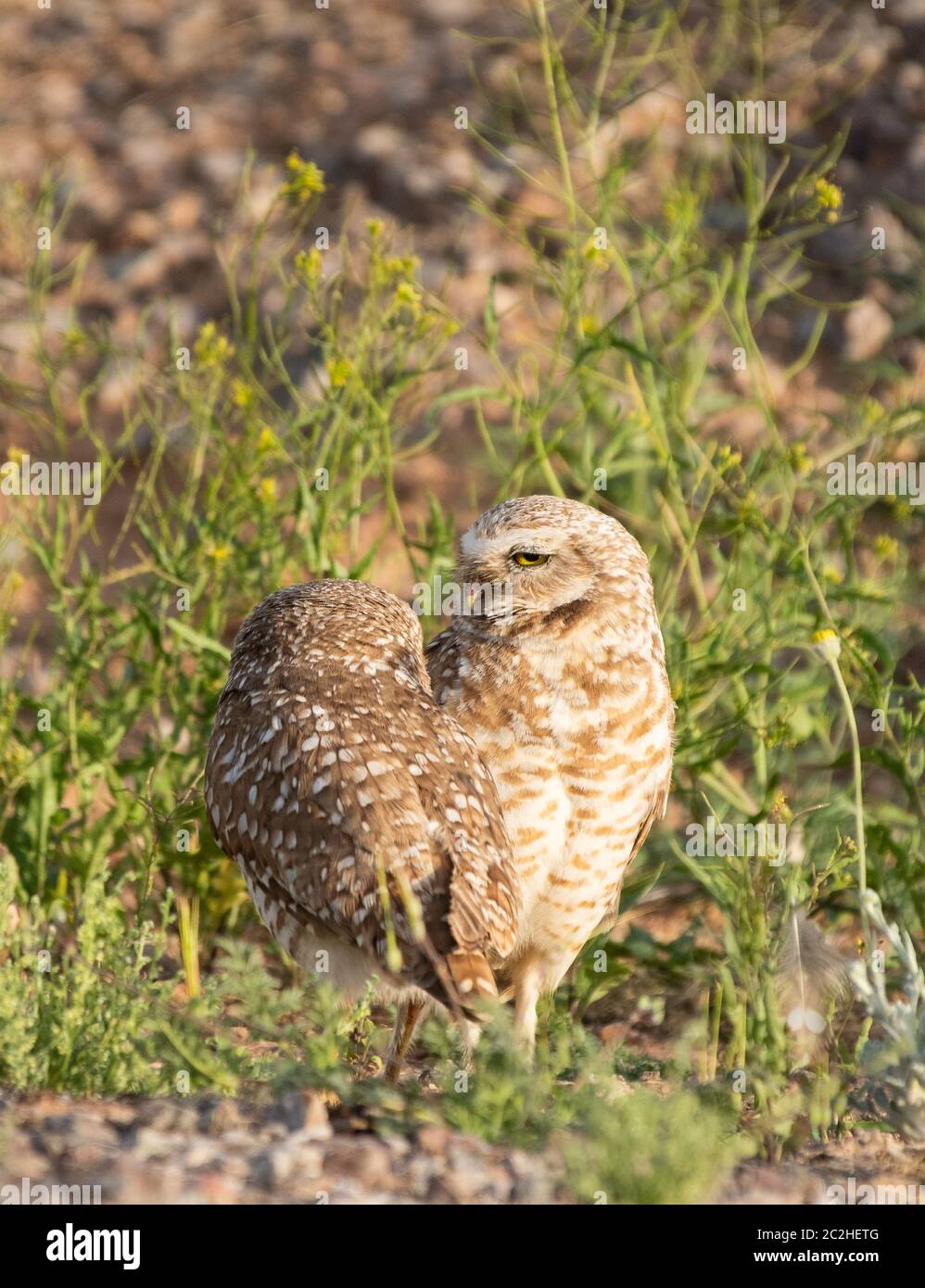 A pair of Burrowing Owls, Athene cunicularia, stands near their ...