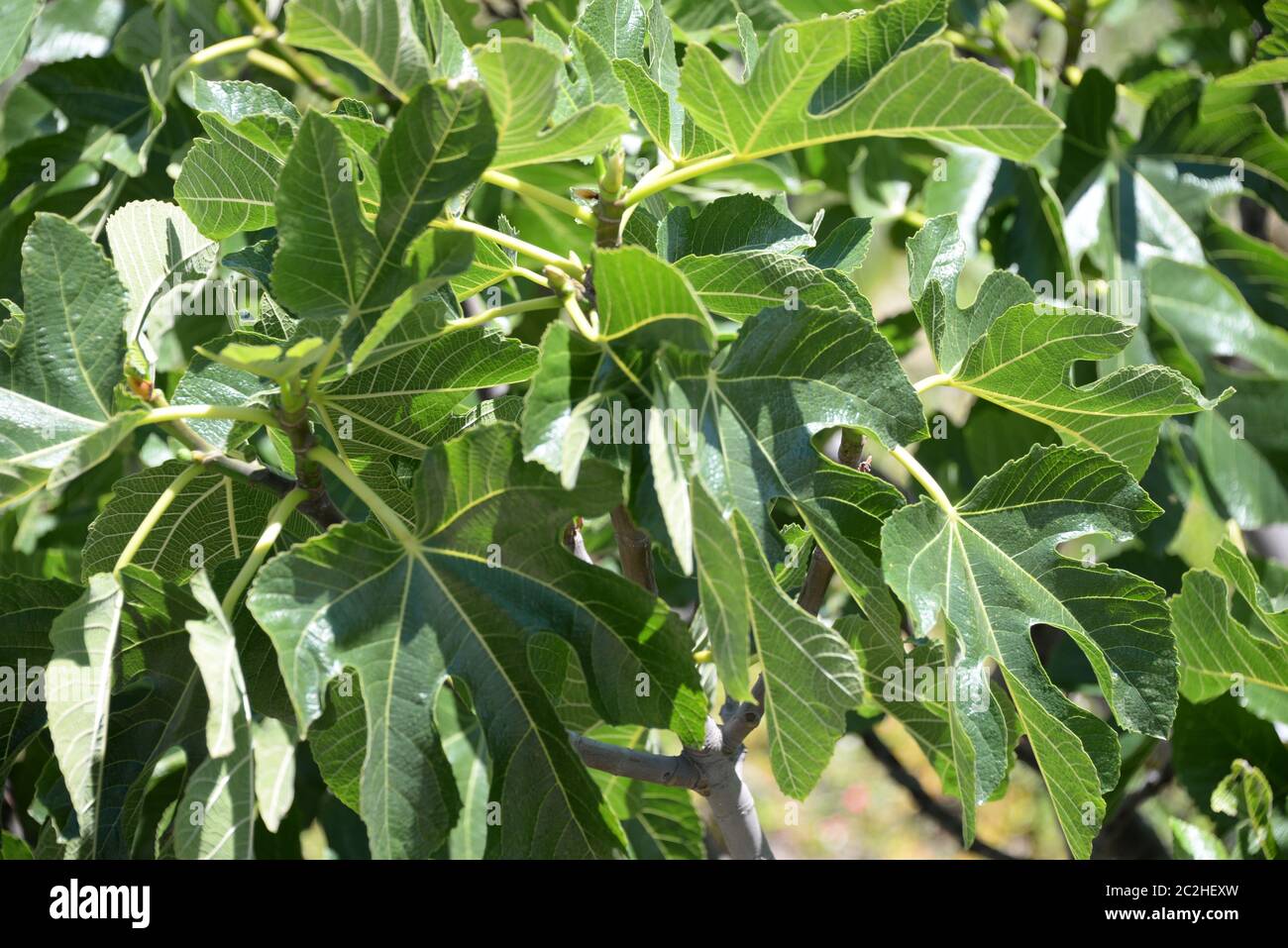 fresh leaves on the fig tree, Costa Blanca, Spain Stock Photo - Alamy