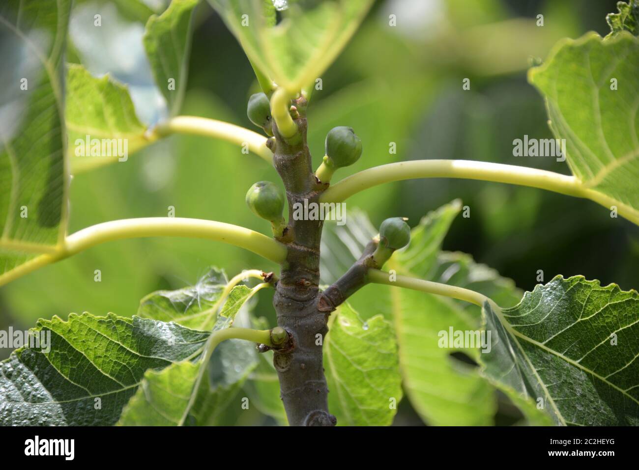 small figs and fresh leaves on the fig tree, Costa Blanca, Spain Stock ...