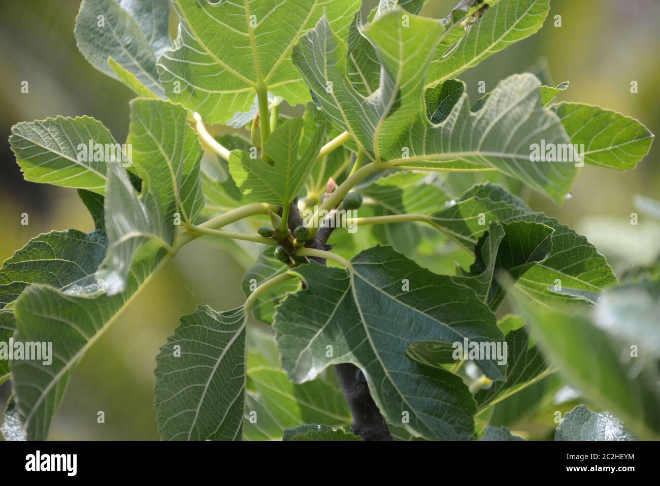 small figs and fresh leaves on the fig tree, Costa Blanca, Spain Stock ...
