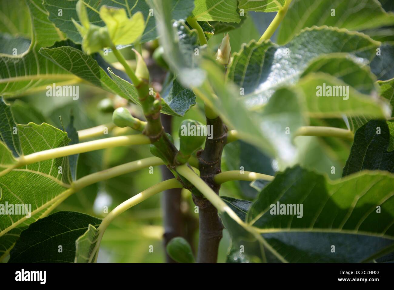 small figs and fresh leaves on the fig tree, Costa Blanca, Spain Stock ...