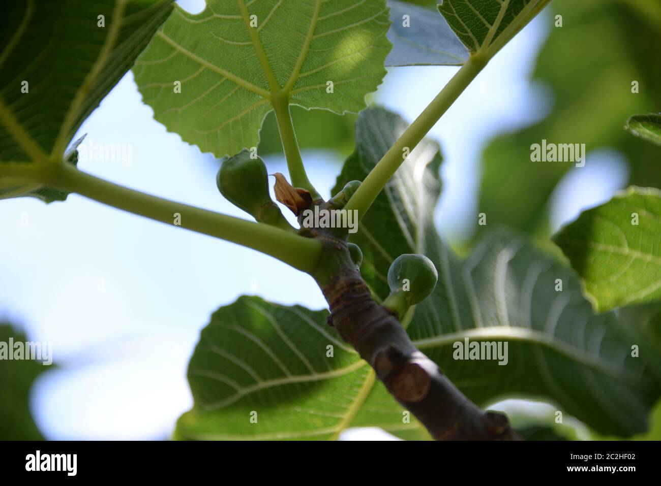 small figs and fresh leaves on the fig tree, Costa Blanca, Spain Stock ...