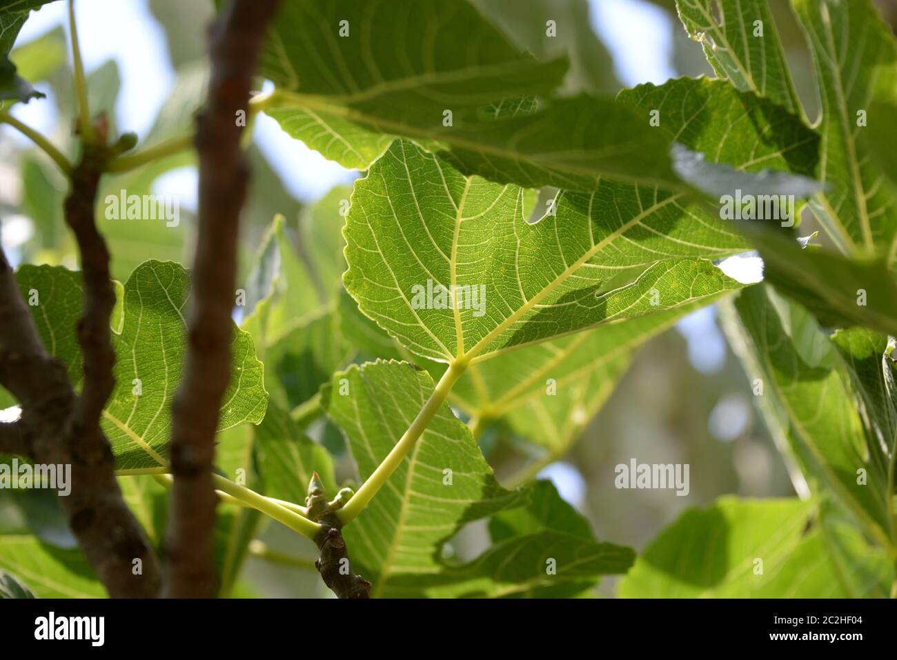 fresh leaves on the fig tree, Costa Blanca, Spain Stock Photo - Alamy