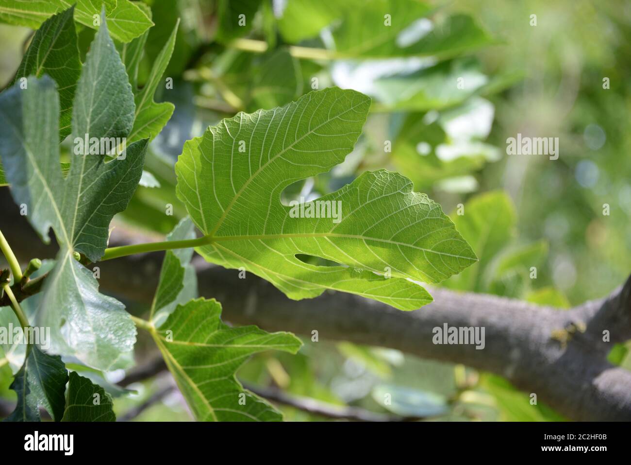 fresh leaves on the fig tree, Costa Blanca, Spain Stock Photo - Alamy