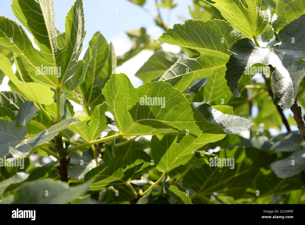 fresh leaves on the fig tree, Costa Blanca, Spain Stock Photo - Alamy