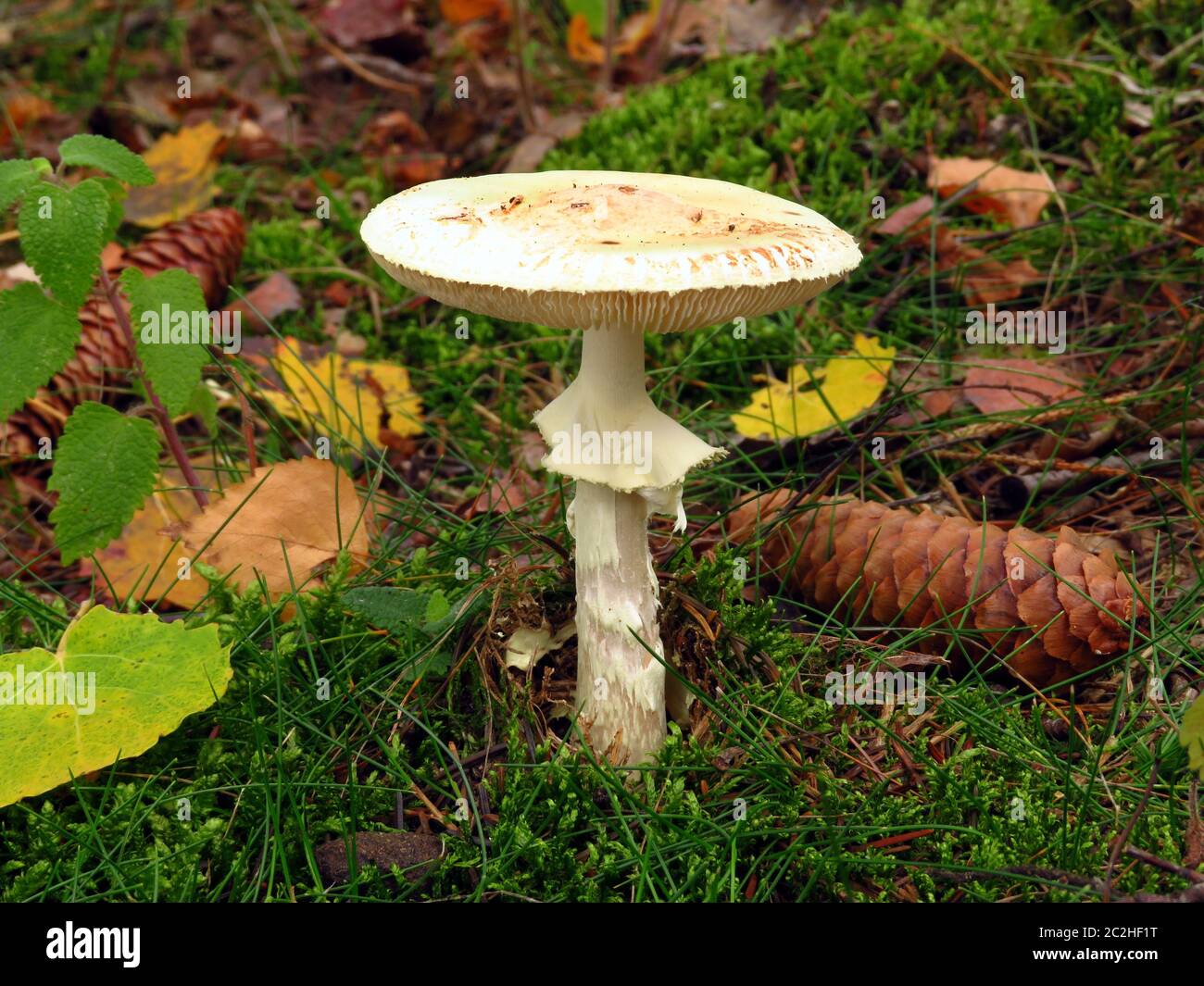 Death cap mushroom hi-res stock photography and images - Alamy