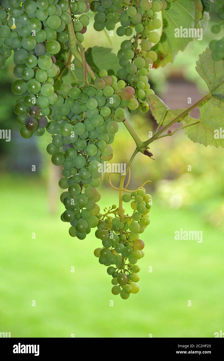 nunch of grapes Stock Photo - Alamy