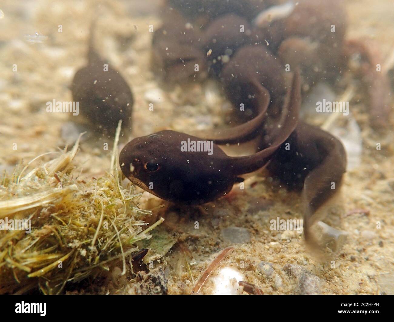 Underwater shot of toad tadpoles. Underwater close-up of tadpoles Stock ...