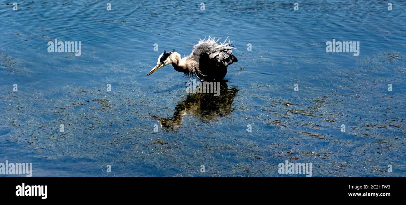 Unusual photo of a Great Blue Heron fluffing itself after taking a bird ...