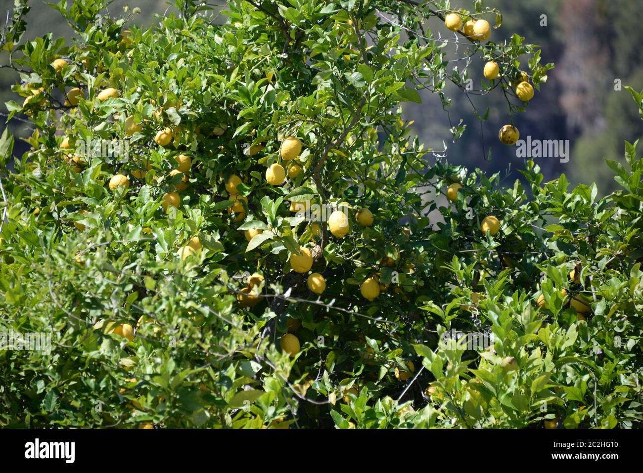 yellow lemons at the lemon tree, Province of Alicante, Costa Blanca ...