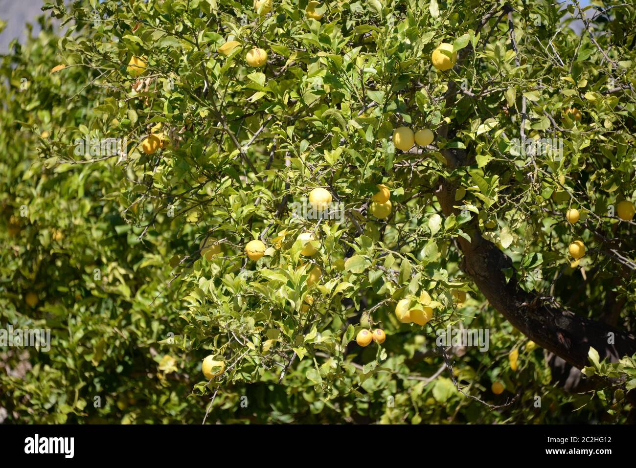 yellow lemons at the lemon tree, Province of Alicante, Costa Blanca ...