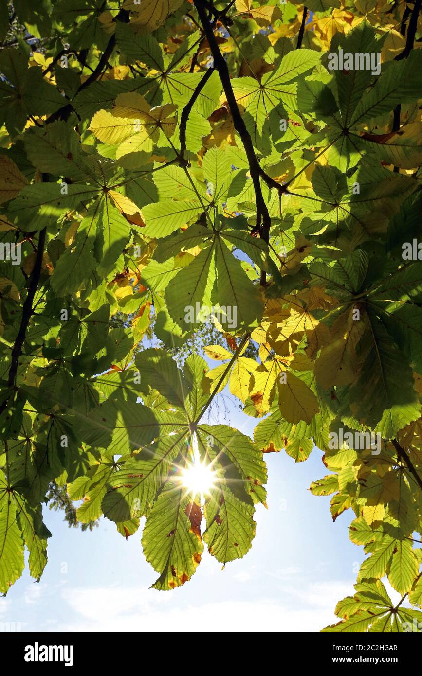 Chestnut foliage in autumn Stock Photo - Alamy