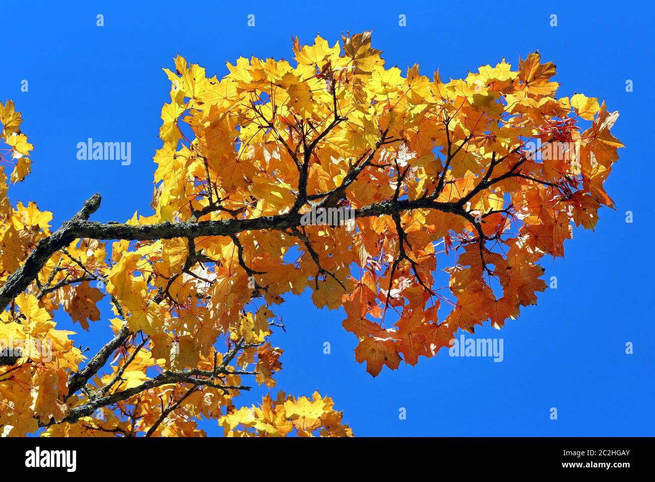 Maple branch autumn leaves hi-res stock photography and images - Alamy
