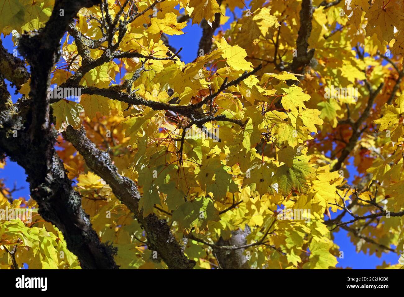 Maple branch autumn leaves hi-res stock photography and images - Alamy