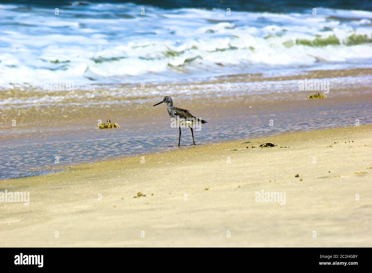 Birding in kerala hi-res stock photography and images - Alamy