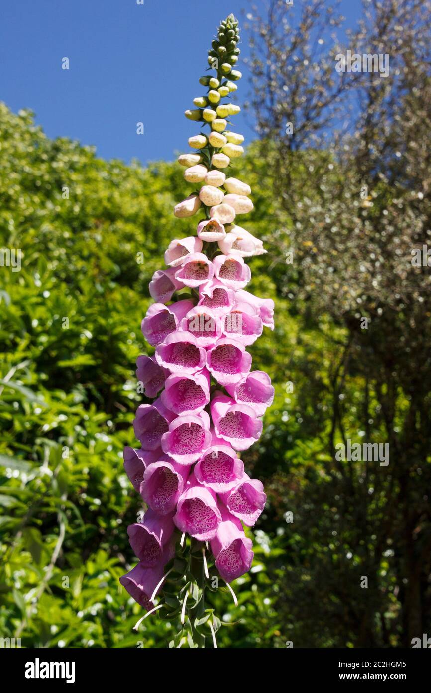Pink wild foxglove hi-res stock photography and images - Alamy