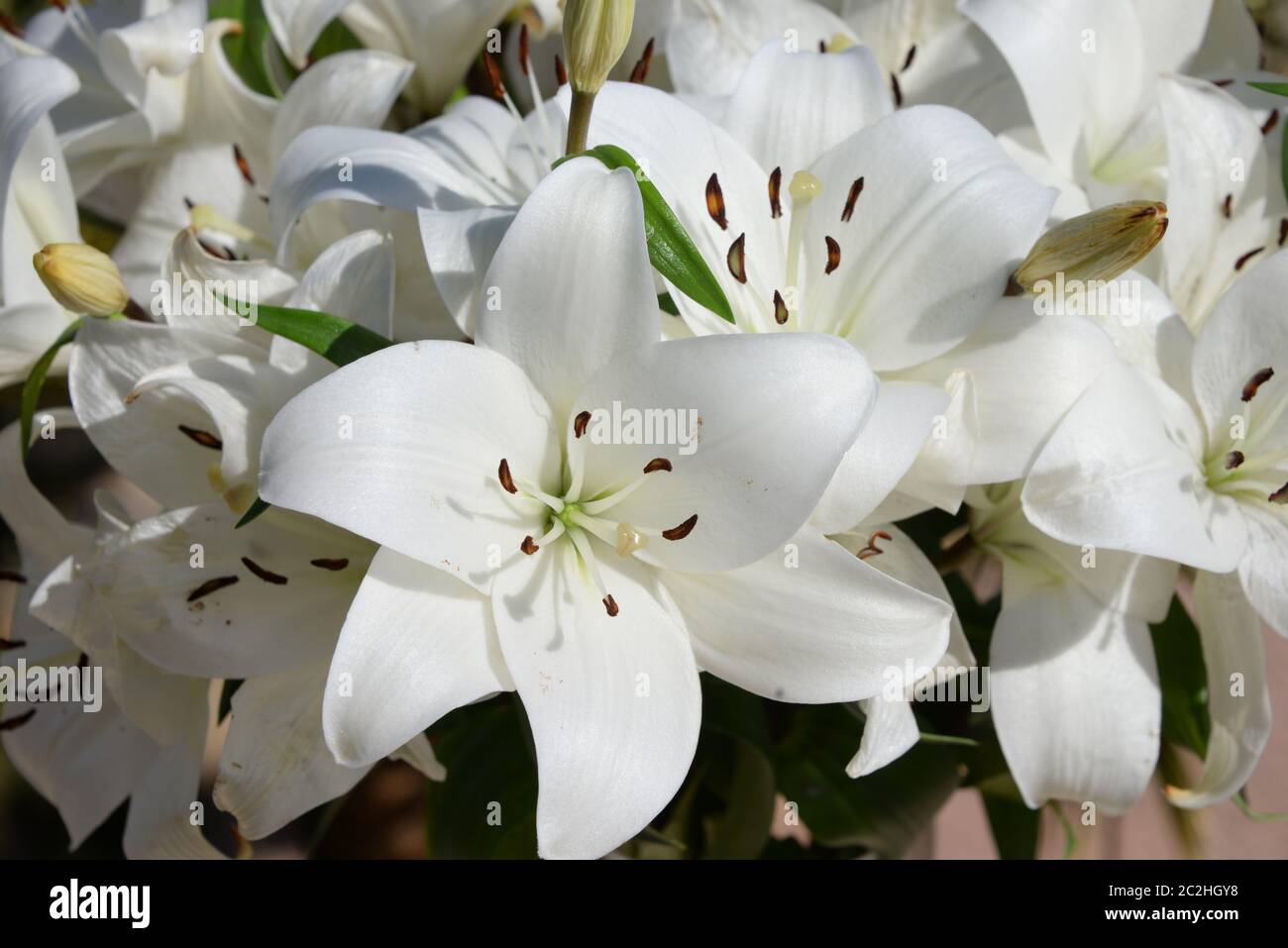 white lily in the province of Alicante, Spain Stock Photo - Alamy