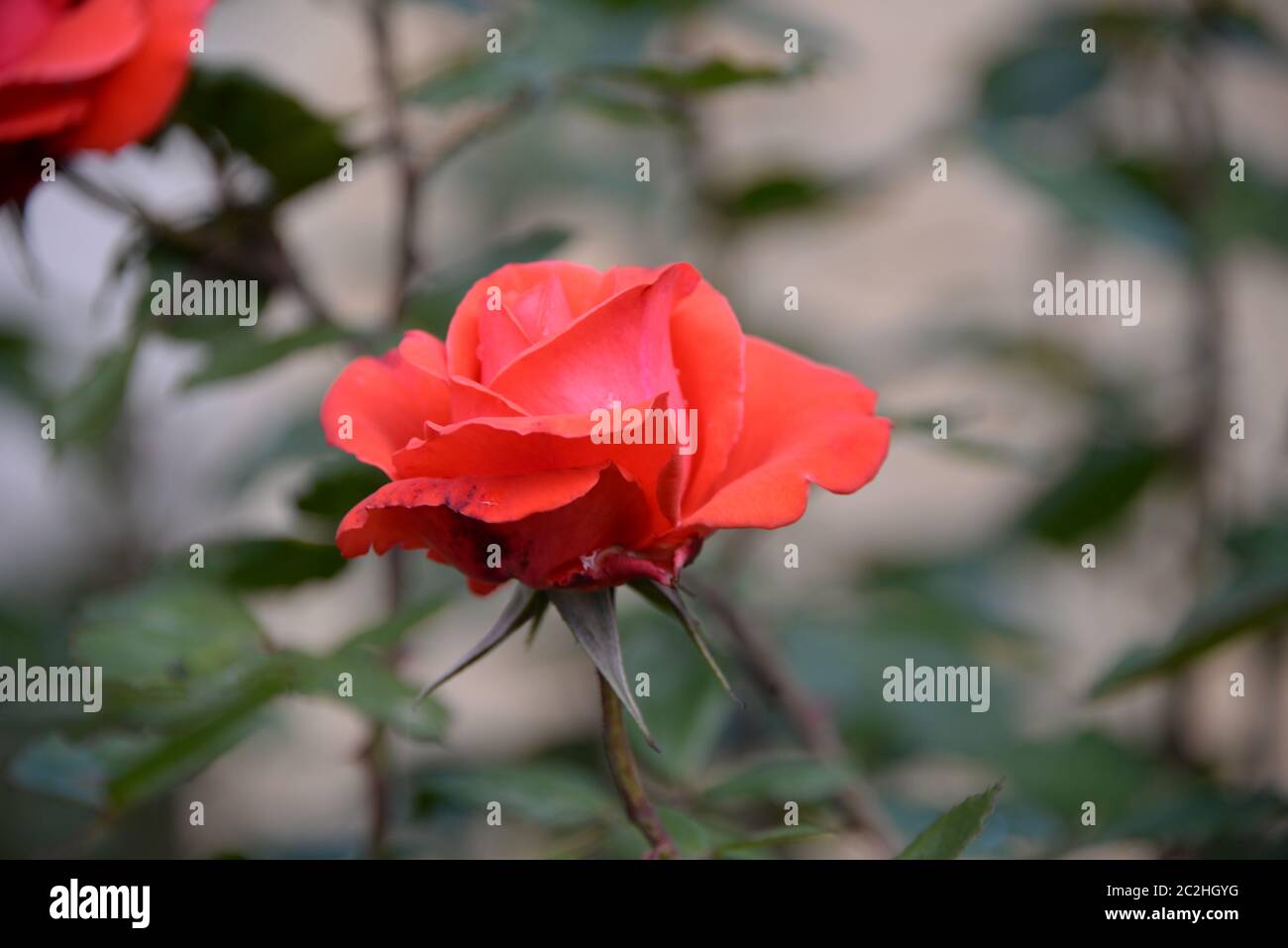 red roses in the garden in the province of Alicante, Costa Blanca ...