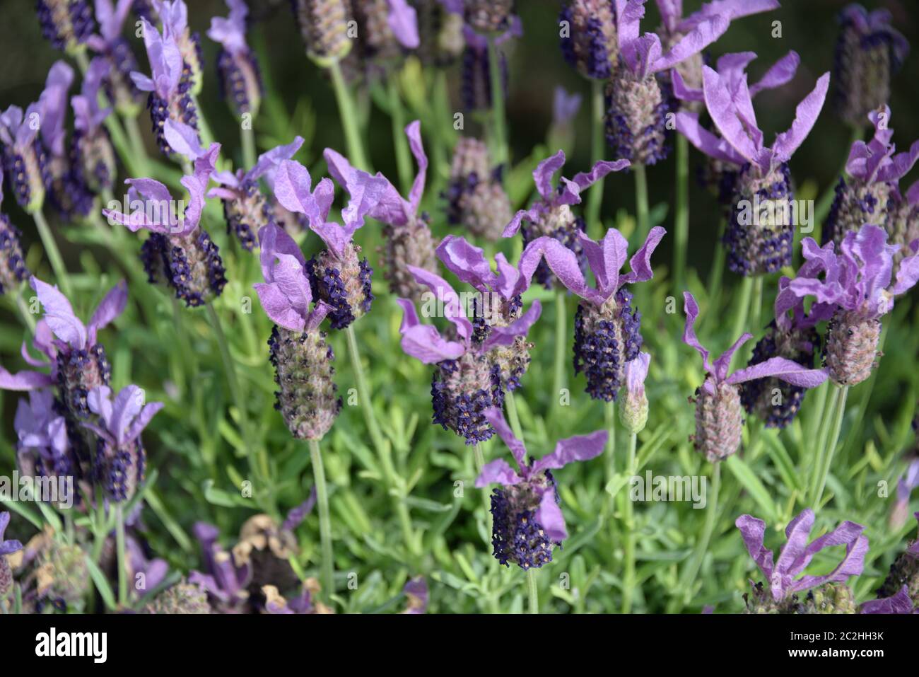 Spring flowers spain hi-res stock photography and images - Alamy
