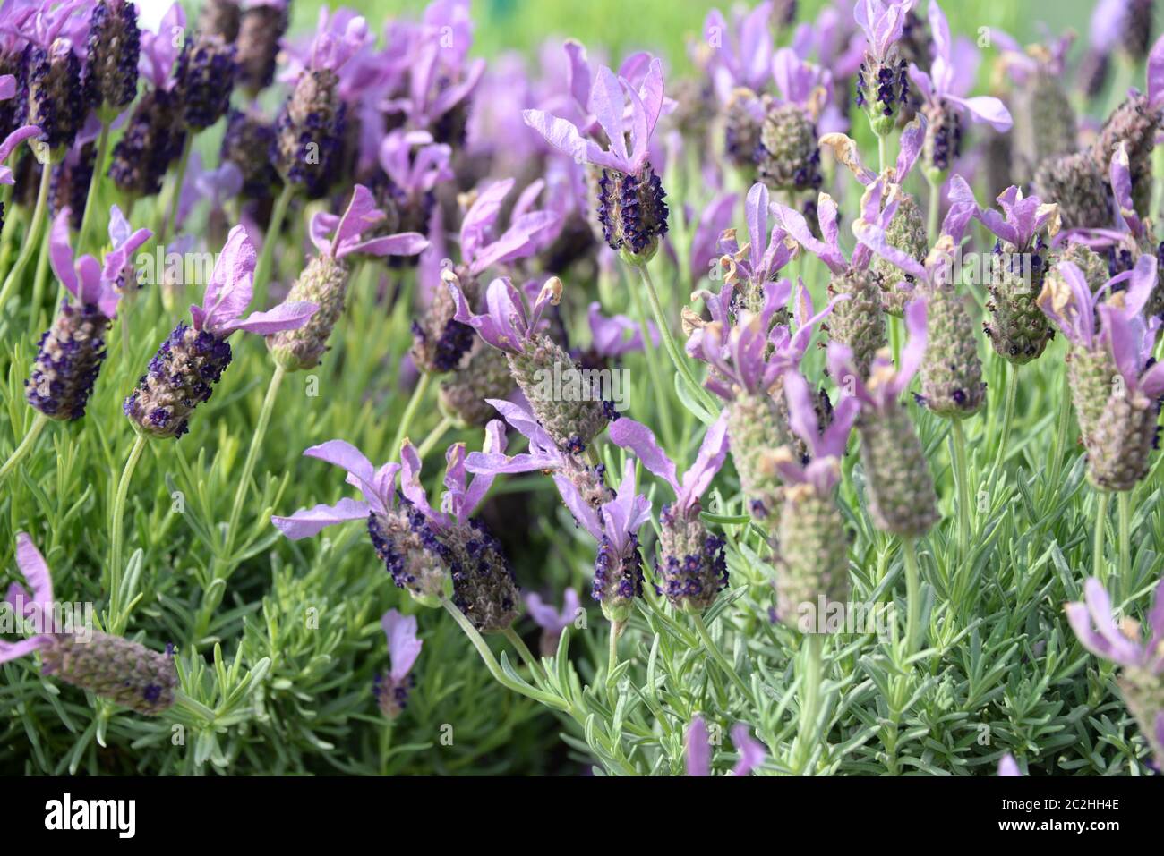 Spring flowers spain hi-res stock photography and images - Alamy
