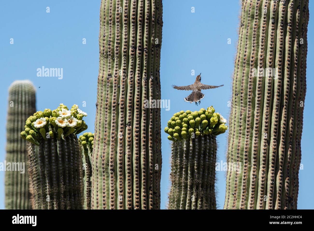 Wren flying hi-res stock photography and images - Alamy