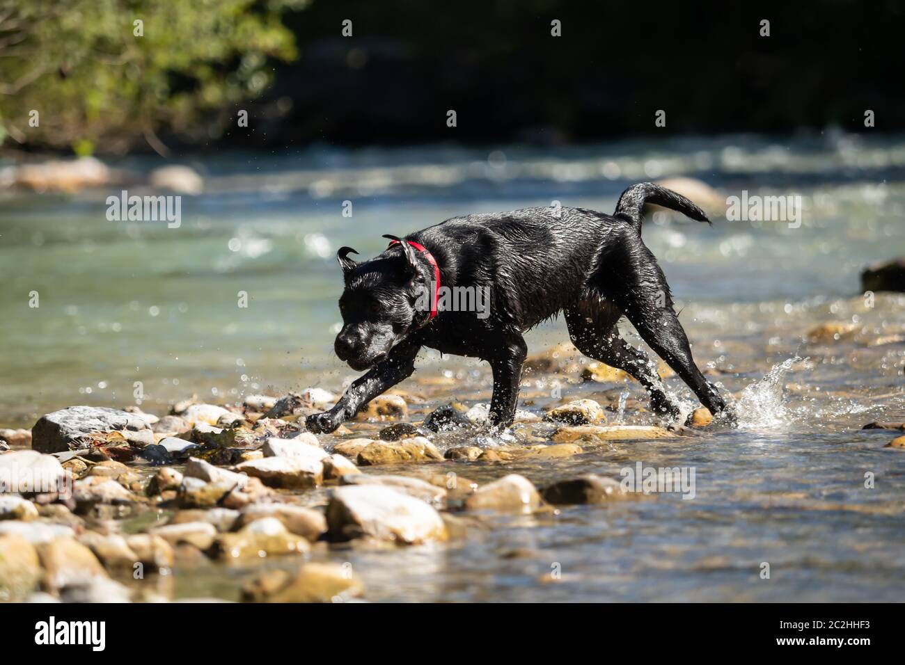 Labrador outside hi-res stock photography and images - Alamy