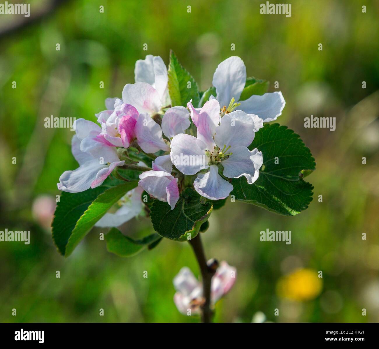 Immature apple hi-res stock photography and images - Alamy