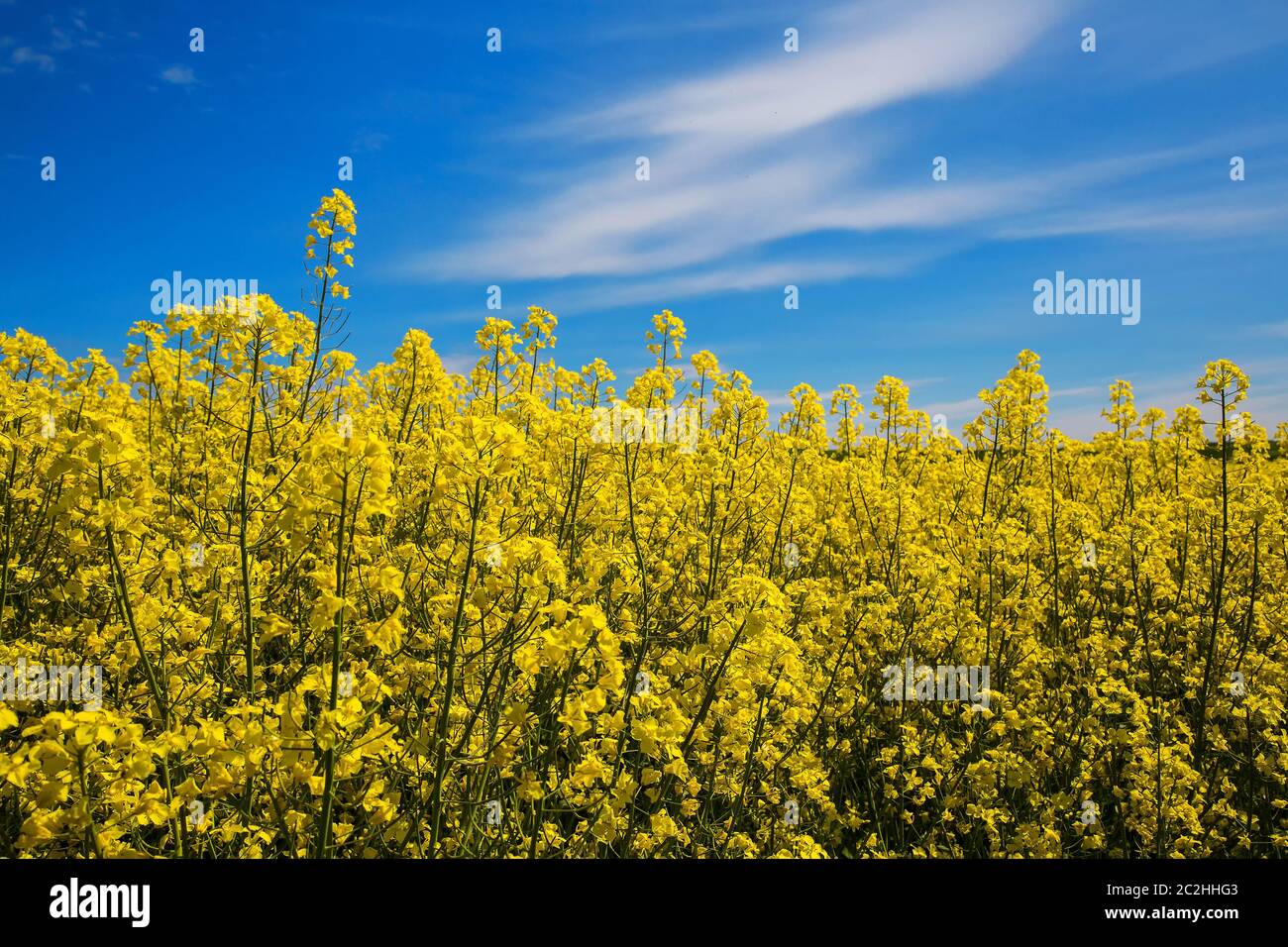 Rapeseed seeds hi-res stock photography and images - Alamy