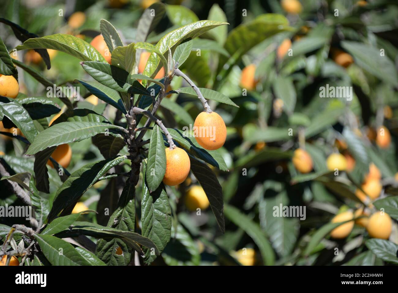 yellow medlars on tree in the province of Valencia, Spain Stock Photo ...