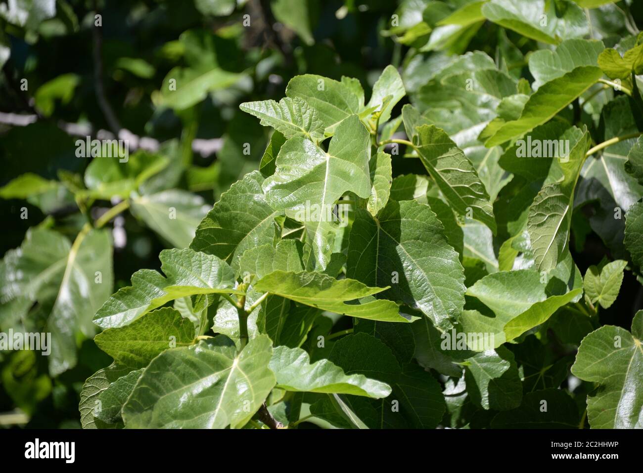 fresh leaves on the fig tree, Costa Blanca, Spain Stock Photo - Alamy