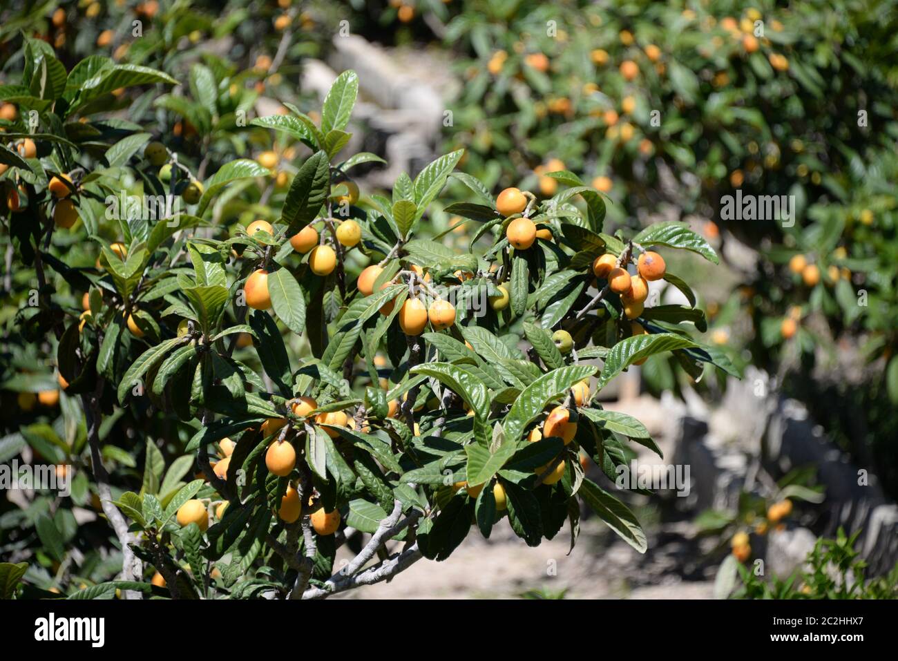 yellow medlars on tree in the province of Valencia, Spain Stock Photo ...