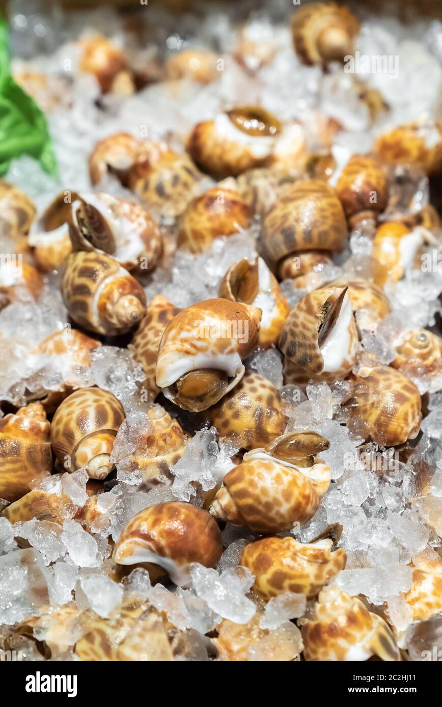 Babylon snails seafood on ice Stock Photo - Alamy