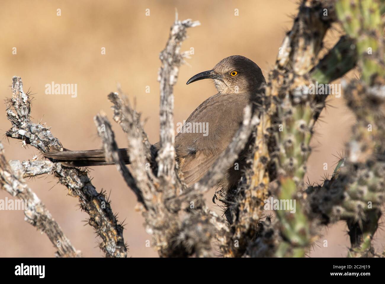 Curve-billed Thrasher, Toxostoma curvirostre, perches in a Cholla ...