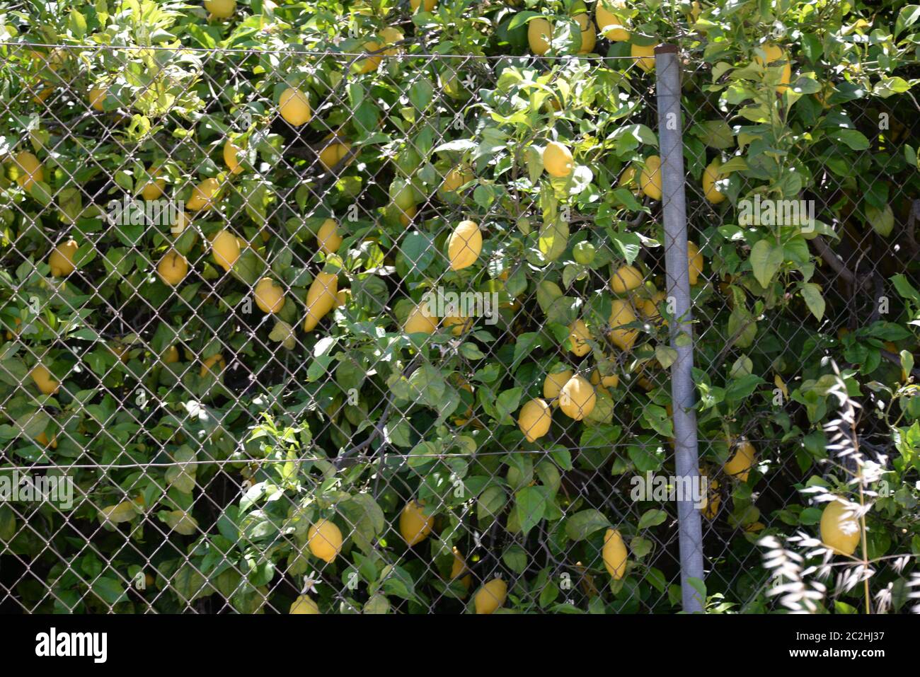 yellow lemons at the lemon tree, Province of Alicante, Costa Blanca ...